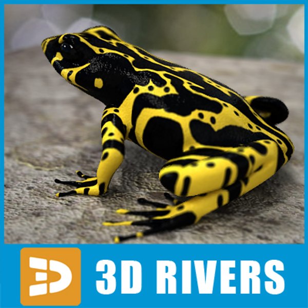 modelo 3d Atelopus rana 02 por 3DRivers - TurboSquid 486022