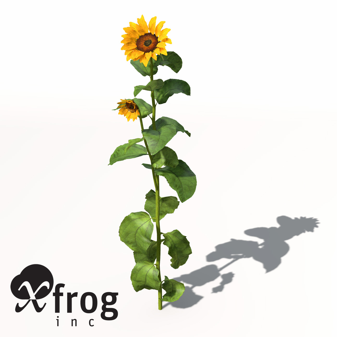 sunflower plant sun 3d model