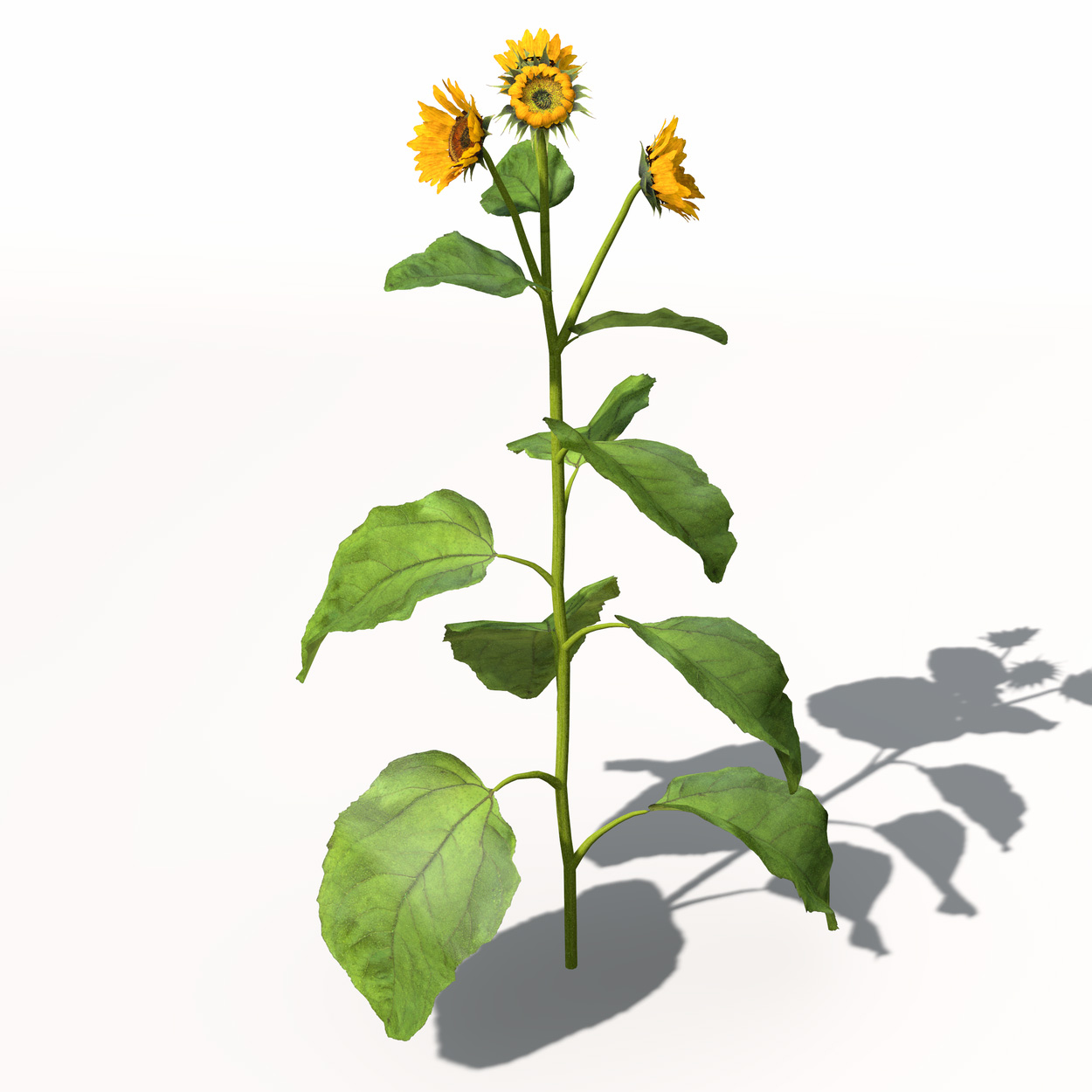 sunflower plant sun 3d model