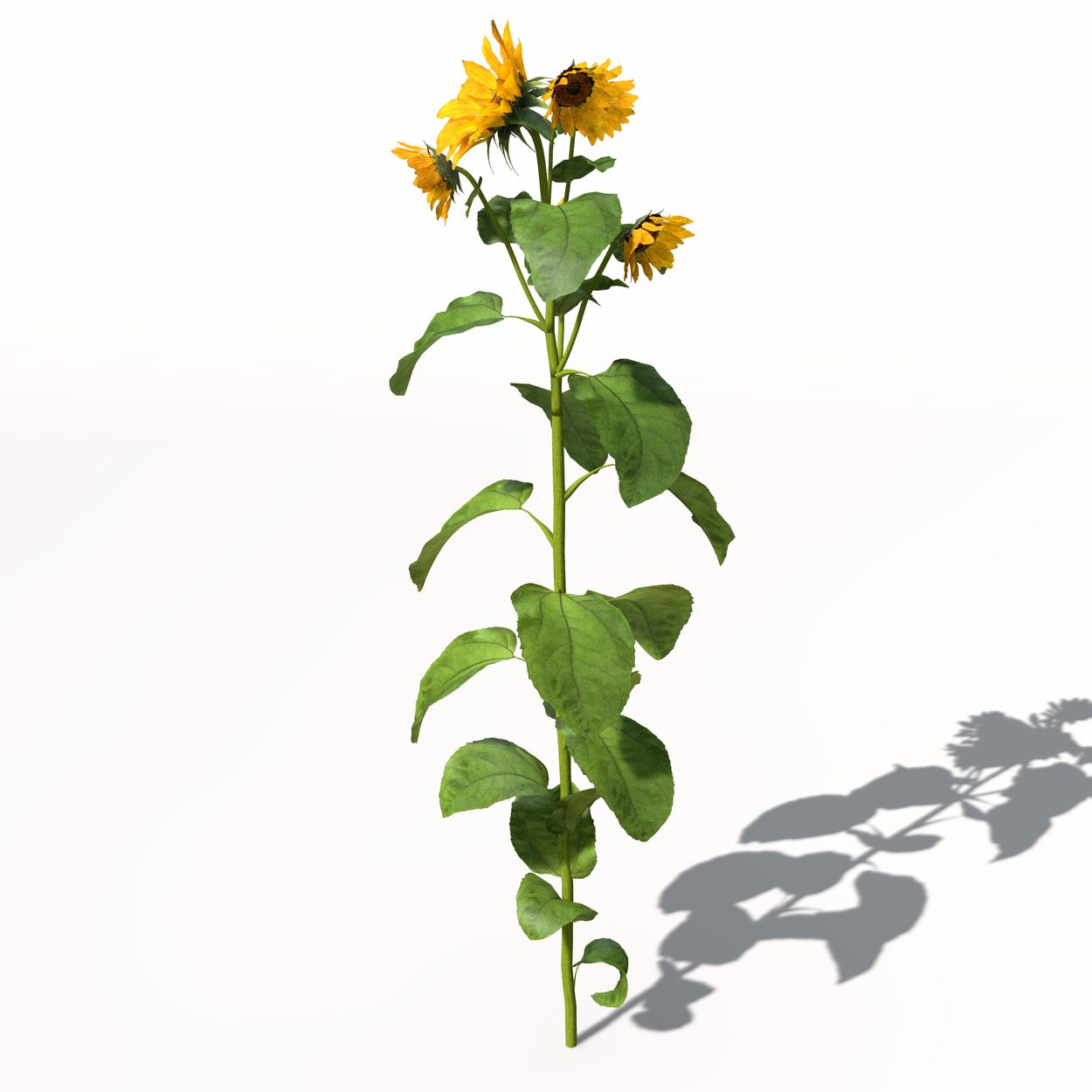 sunflower plant sun 3d model
