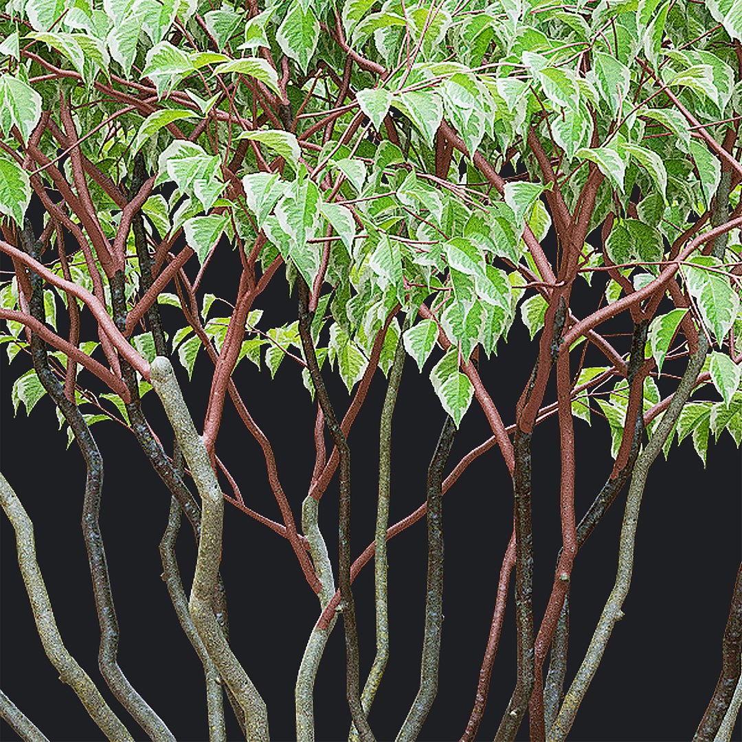 Cornus Alba Multistem Model - TurboSquid 1913423