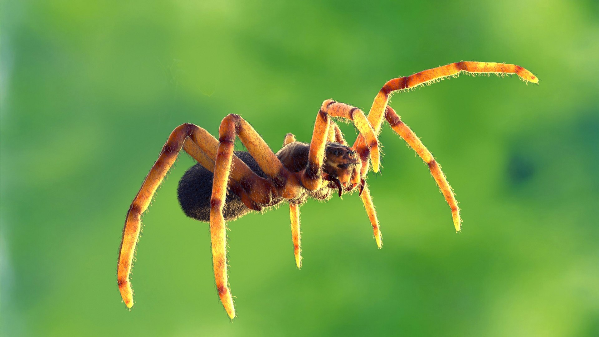 3ds Max Realistic Spider