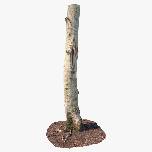 Tree Trunk 3D Models for Download | TurboSquid