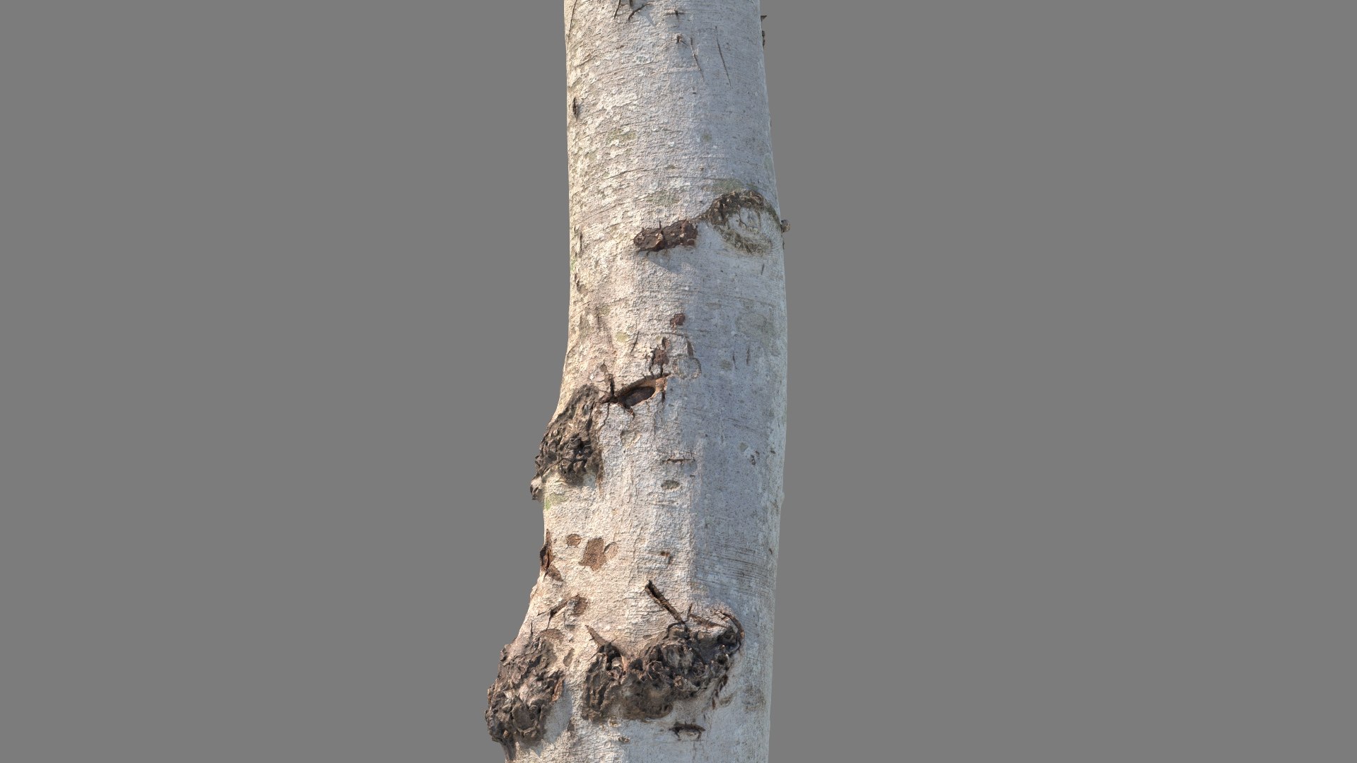 3D Scanned Forest Tree Trunk 02 - TurboSquid 2155924