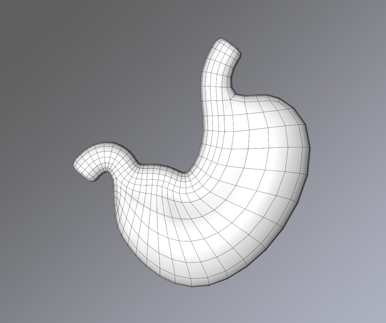 3D Model Stomach Anatomy - TurboSquid 1493658