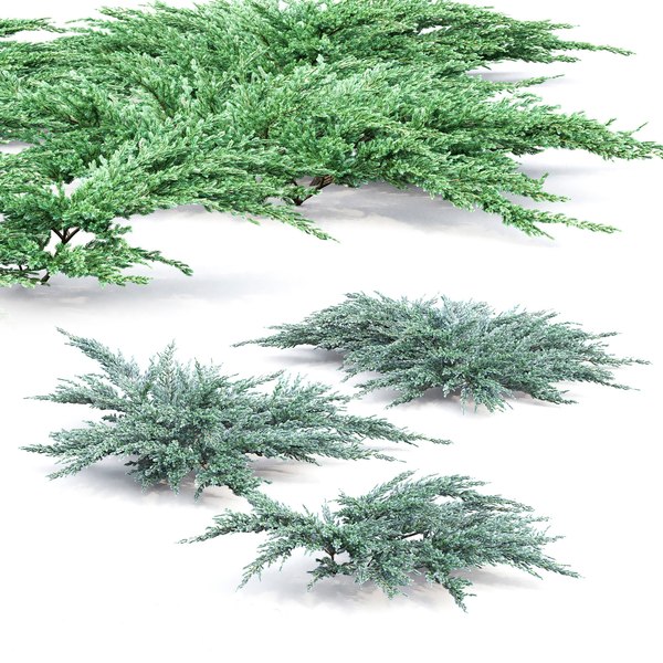 3D Juniper Models | TurboSquid