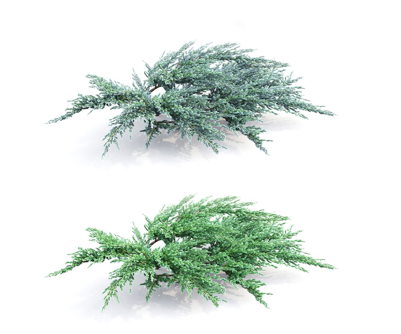 3D Juniper Bushes Model - TurboSquid 1691604
