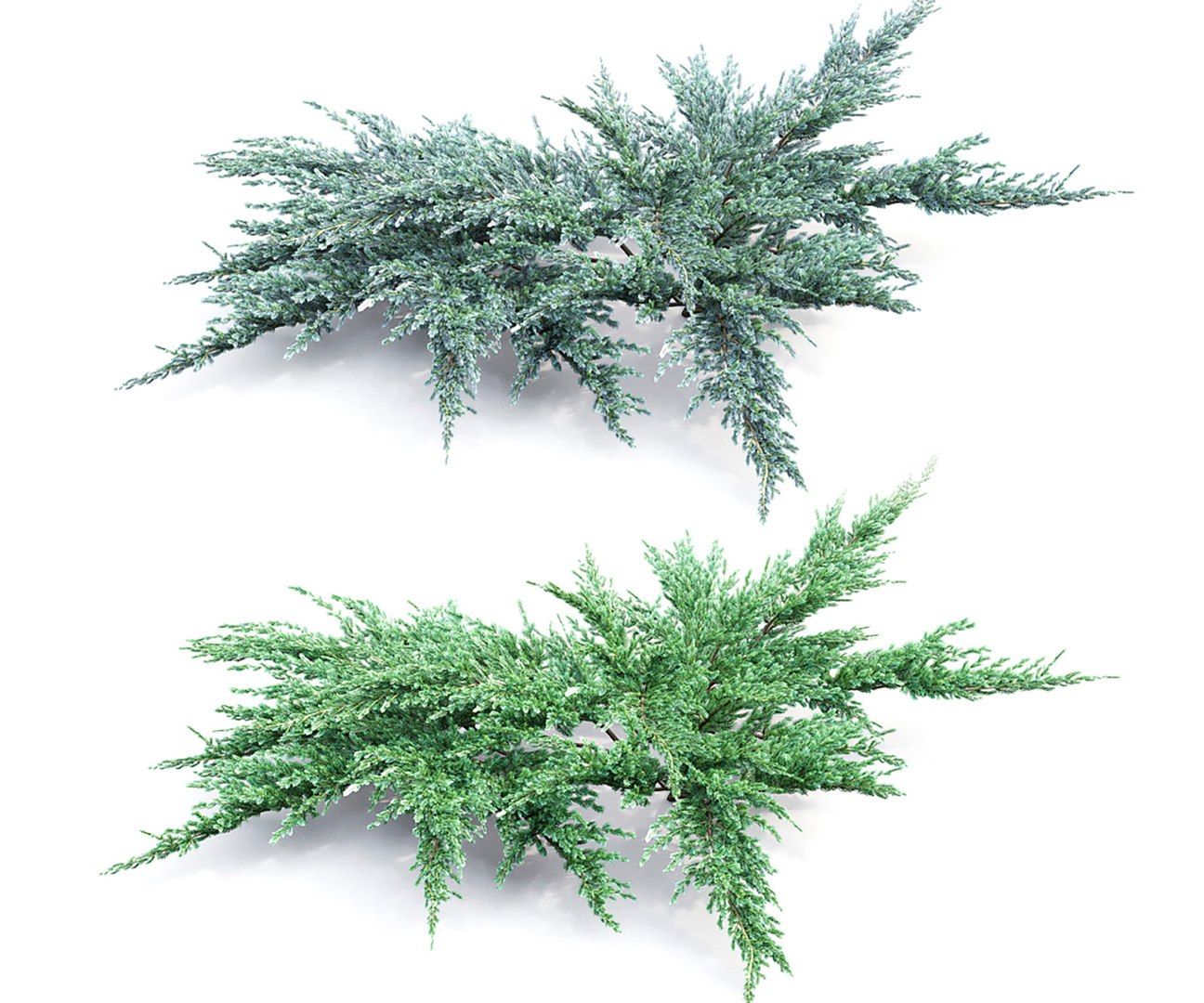 3D Juniper Bushes Model - TurboSquid 1691604