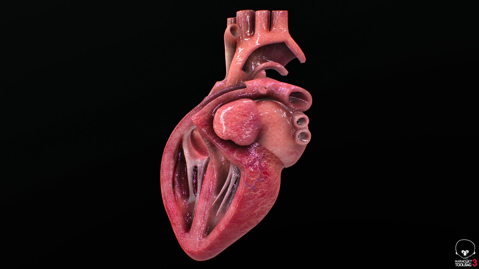 Heart 3D Model - TurboSquid 1465489