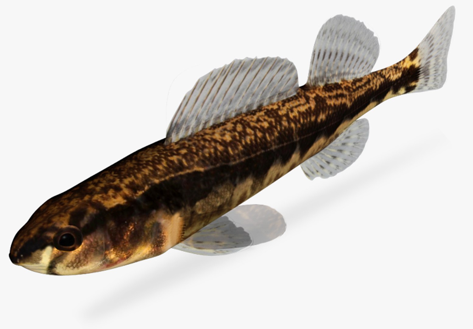 Percina Sciera Dusky Darter 3d Model