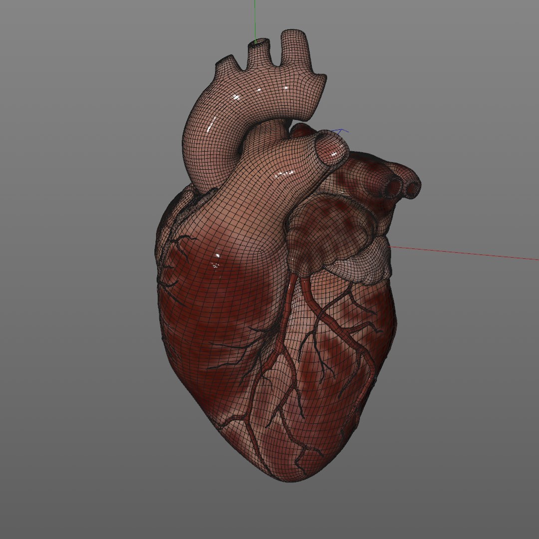 3d Realistic Human Heart Animation