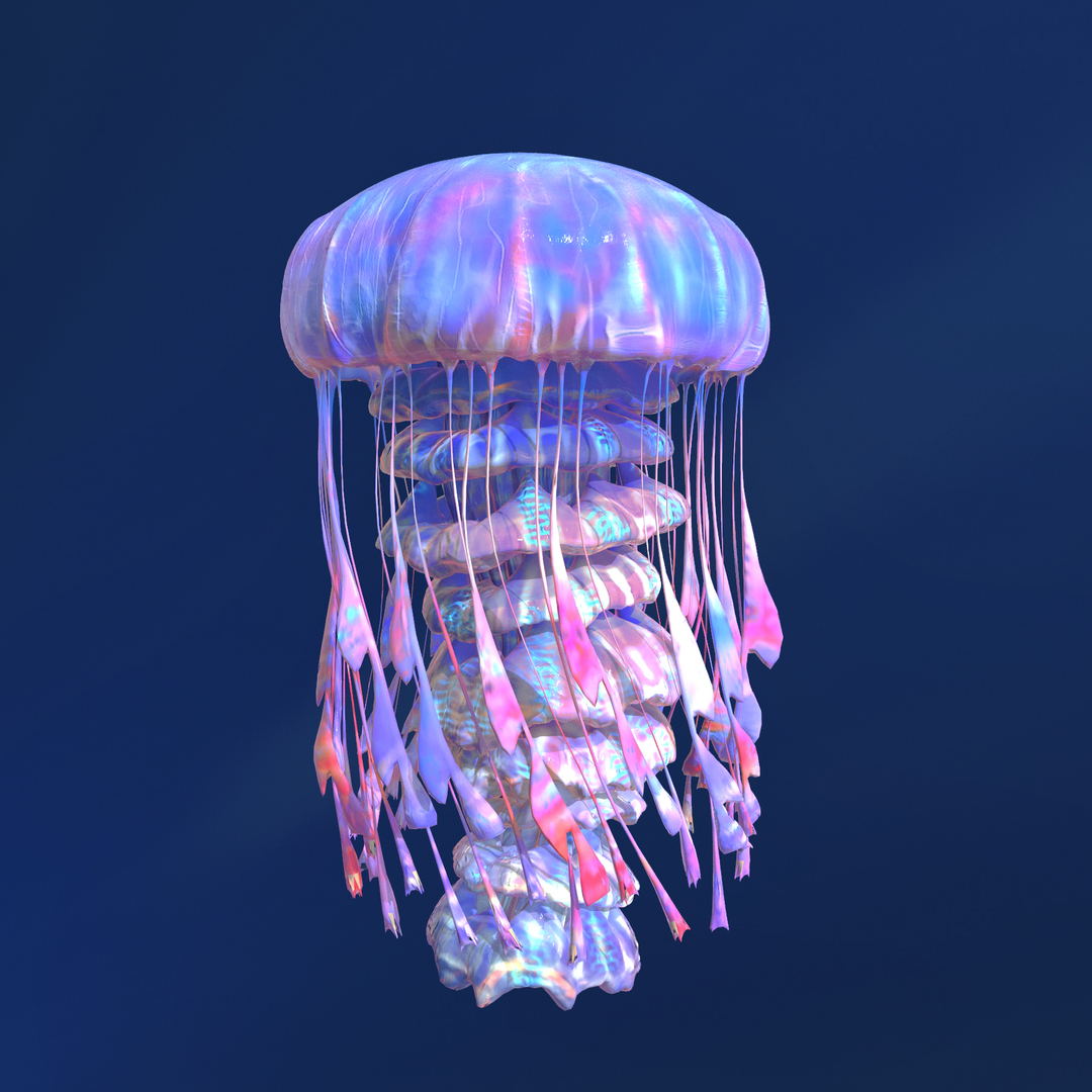 3D Model 3d Model Jellyfish - TurboSquid 2252015