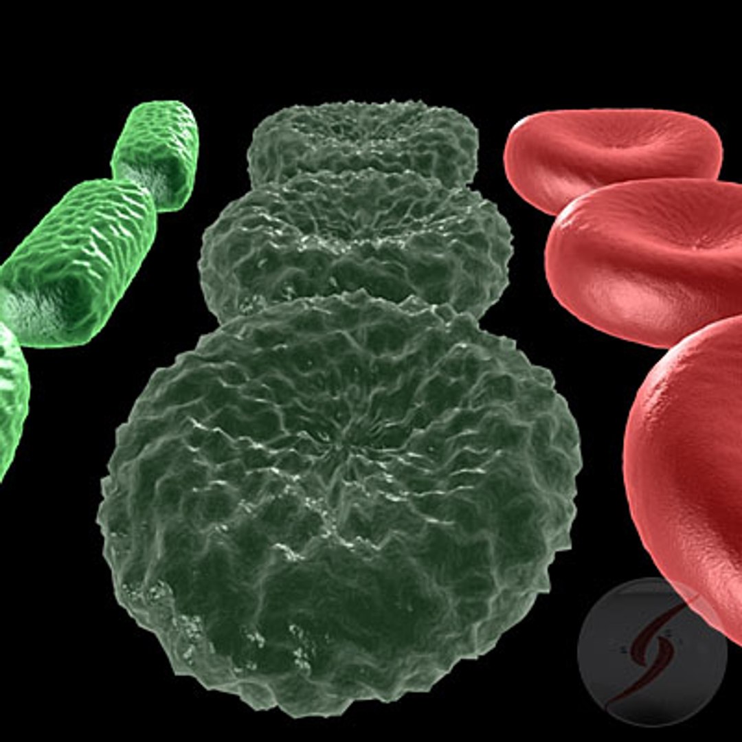 Celulas Cells 3d Model