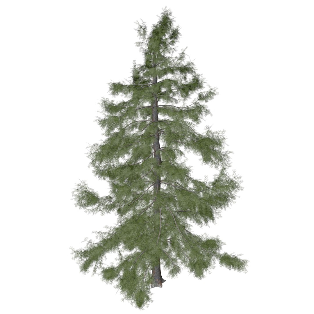 Alaska-Zeder - 05 - 3D-Modell - TurboSquid 2012612