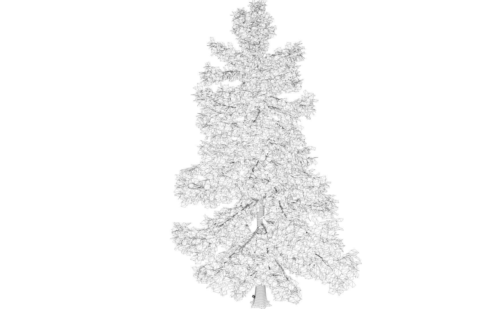 3D Alaska Cedar - 05 - Model - TurboSquid 2012612