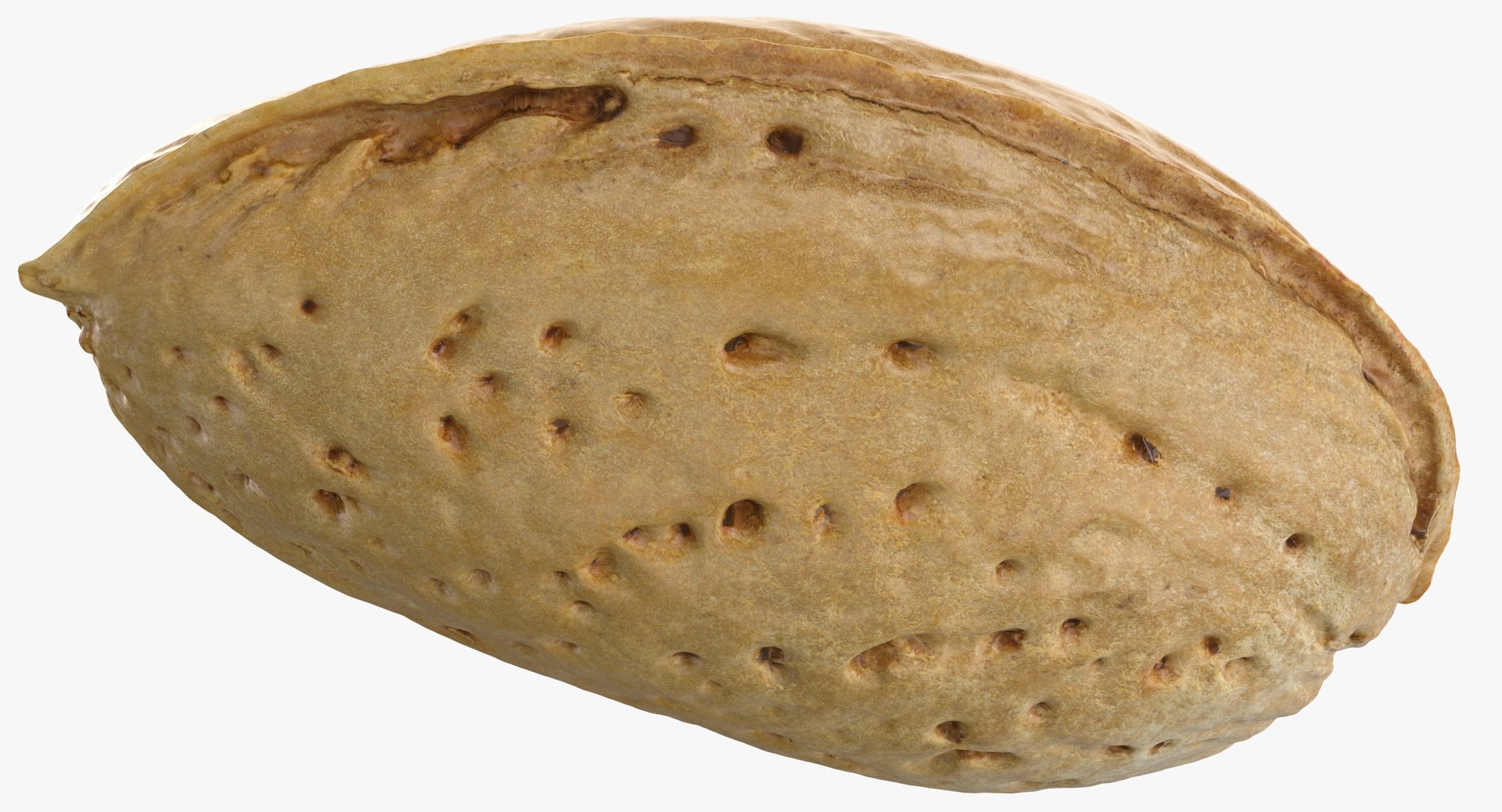 Almond Shell 03 3D Model - TurboSquid 1518402