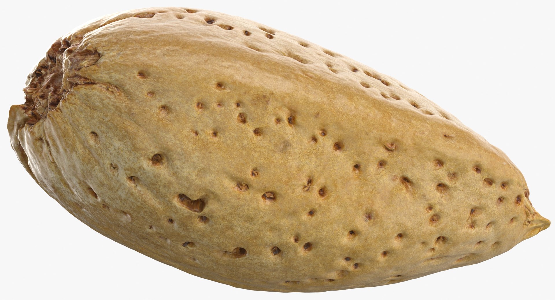 Almond Shell 03 3D Model - TurboSquid 1518402