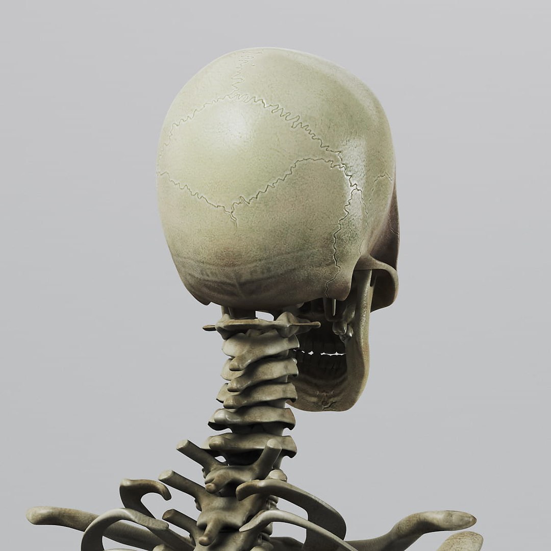 Human Digestive Skeleton - Obj