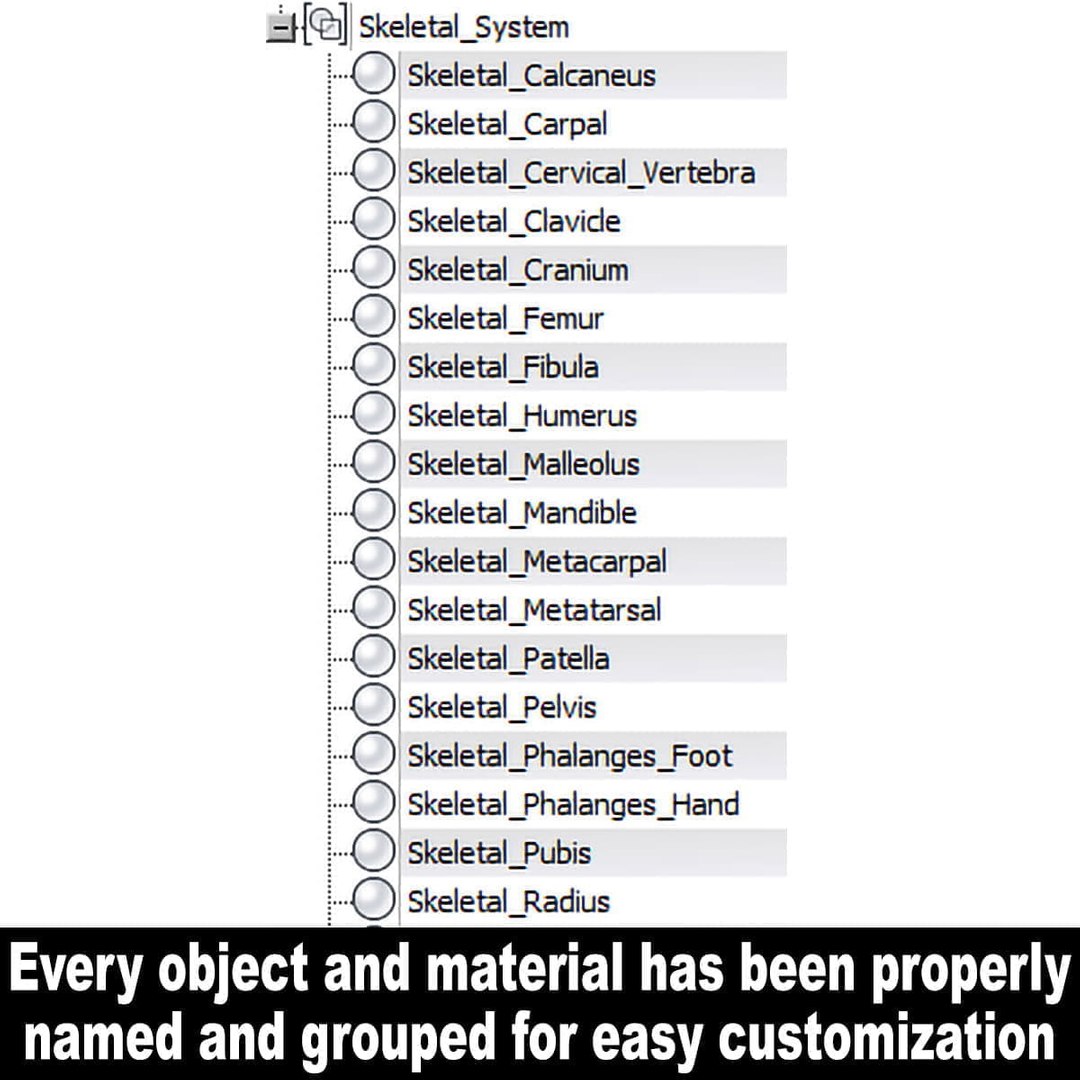Human Digestive Skeleton - Obj