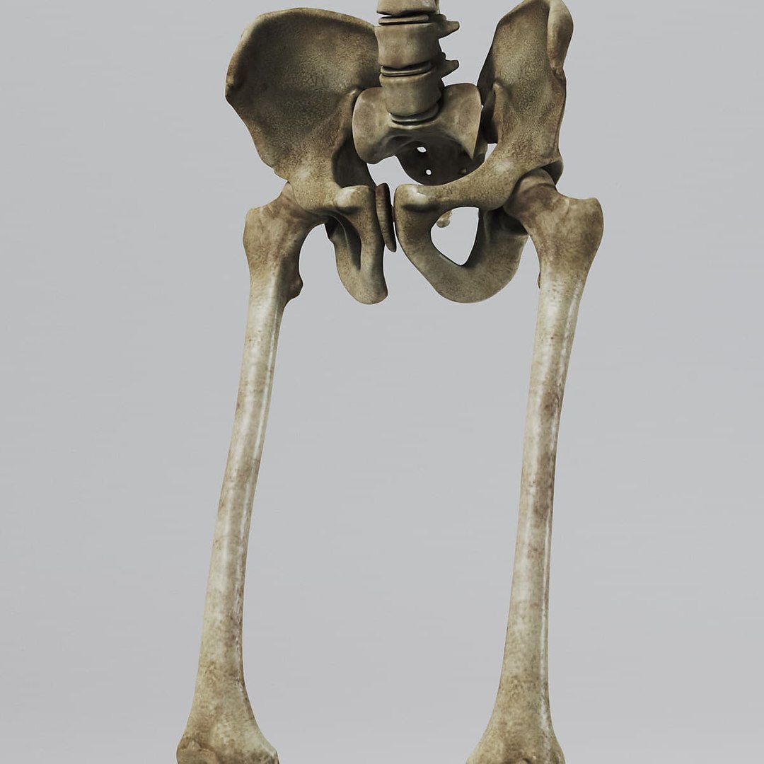 Human Digestive Skeleton - Obj