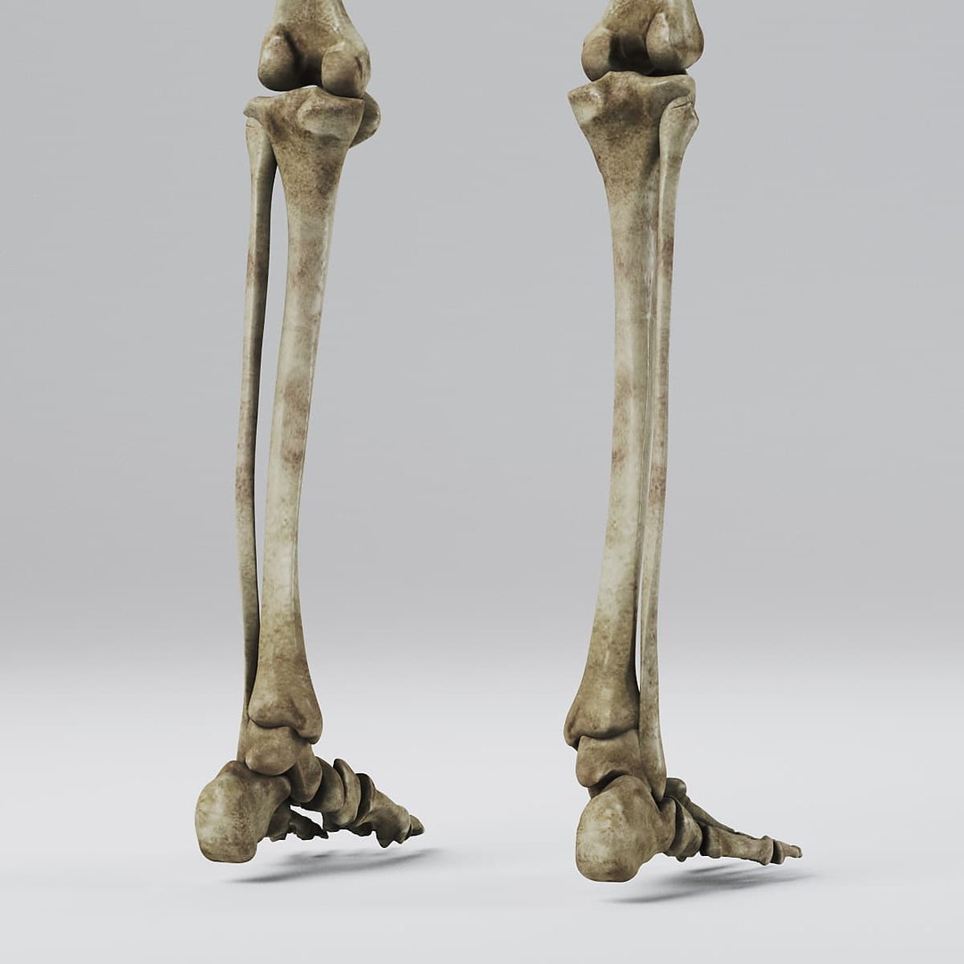 Human Digestive Skeleton - Obj