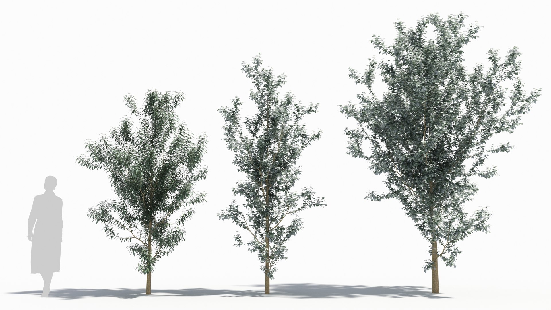 Eucalyptus Tree 3D Model - TurboSquid 2027060