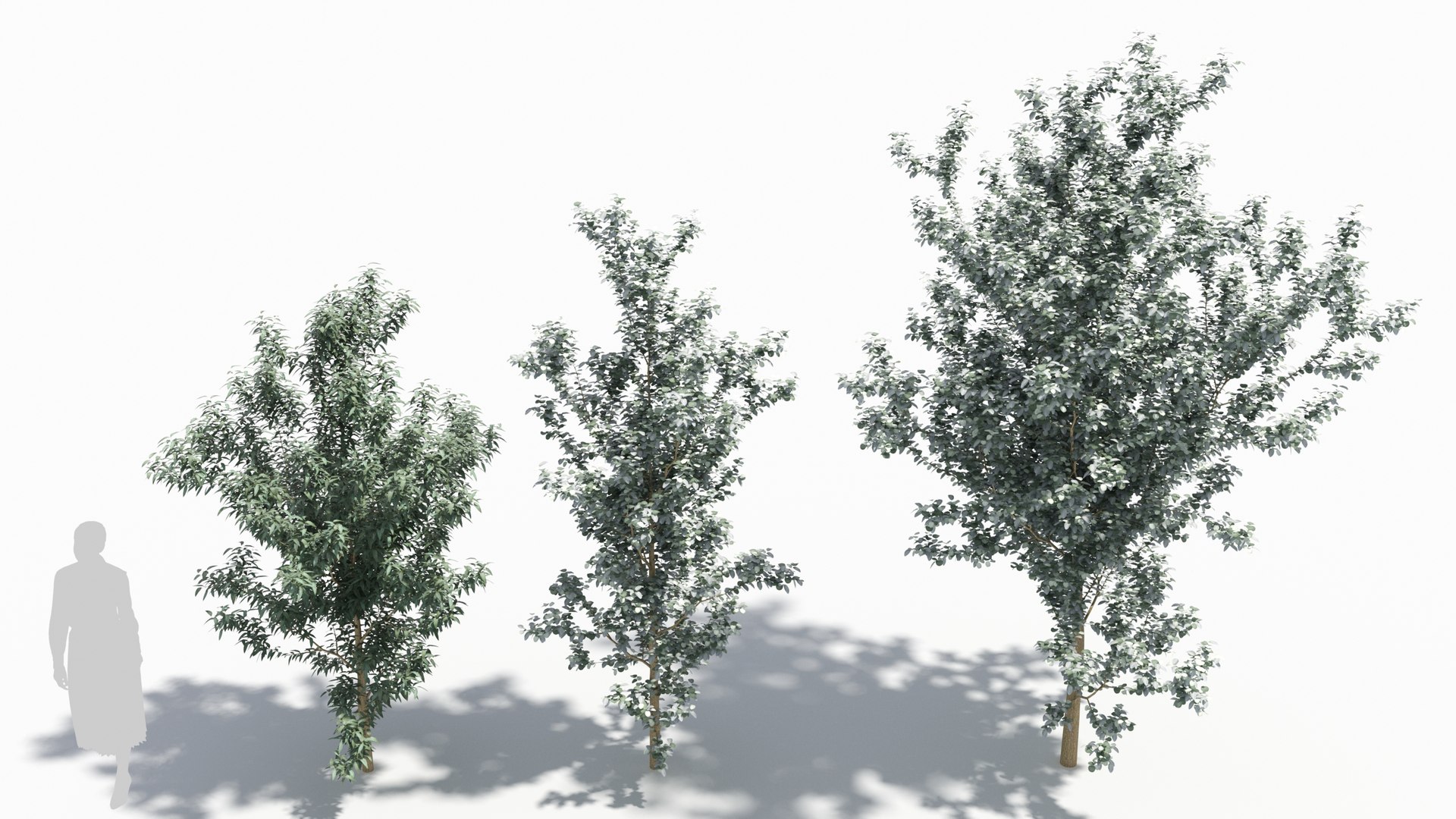 Eucalyptus Tree 3D Model - TurboSquid 2027060