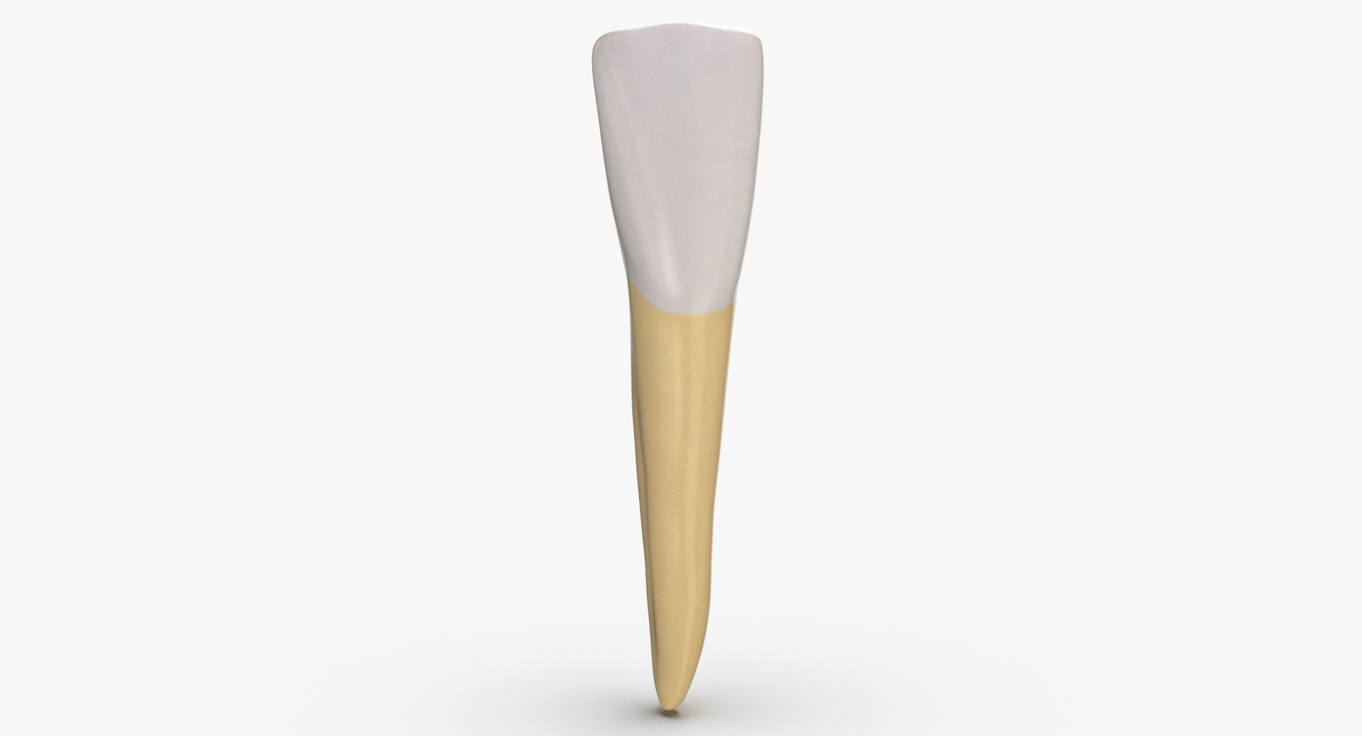 3D model Human Lower Jaw Incisors Clean and Broken Collection - 6 ...