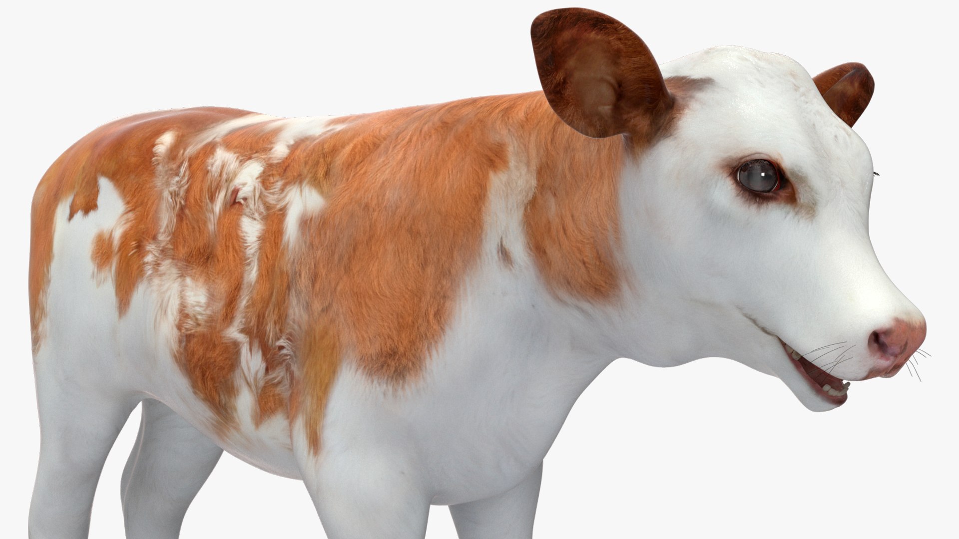 3D Cow Calf Rigged For Maya - TurboSquid 2280284