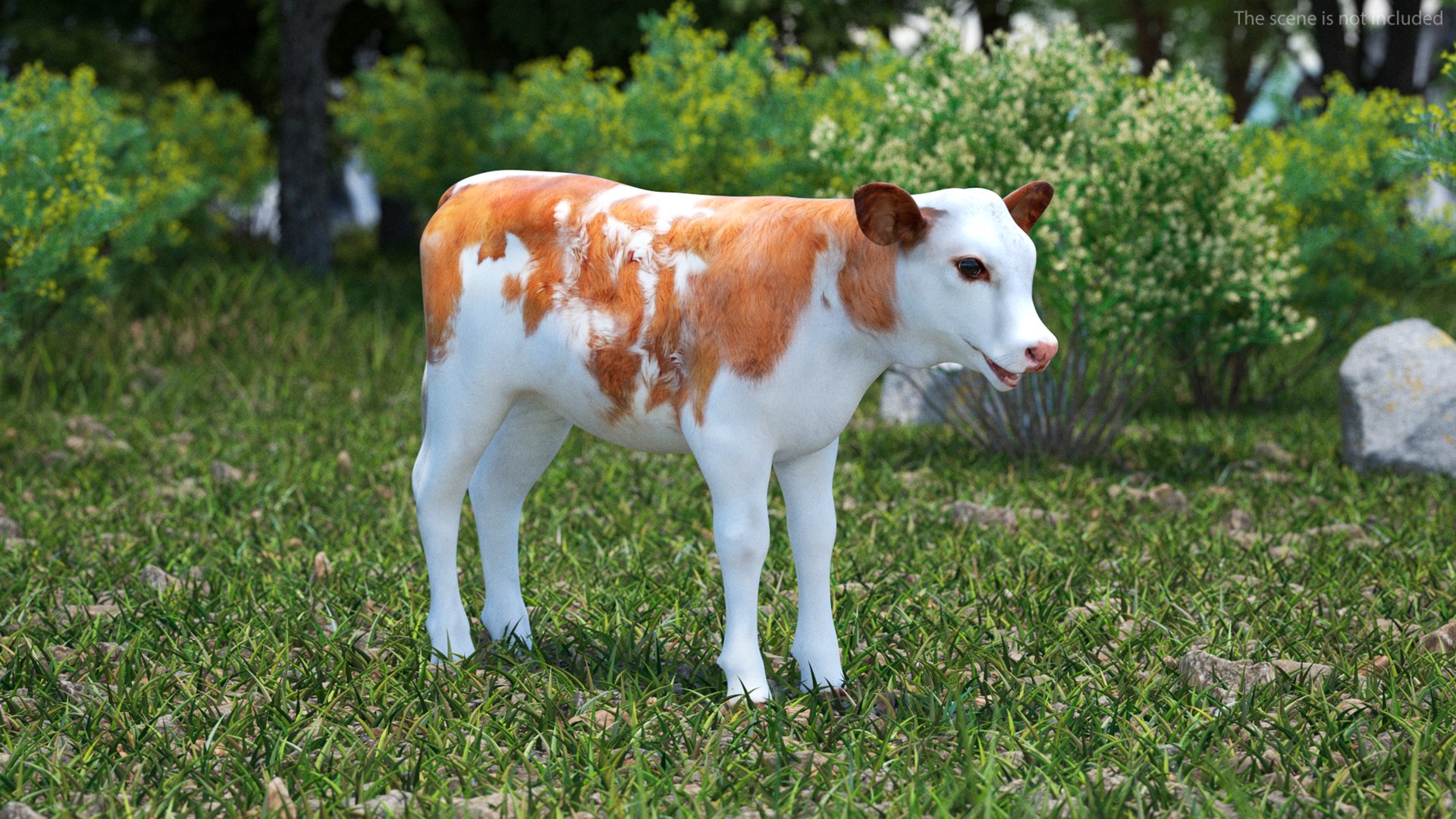 3D Cow Calf Rigged For Maya - TurboSquid 2280284