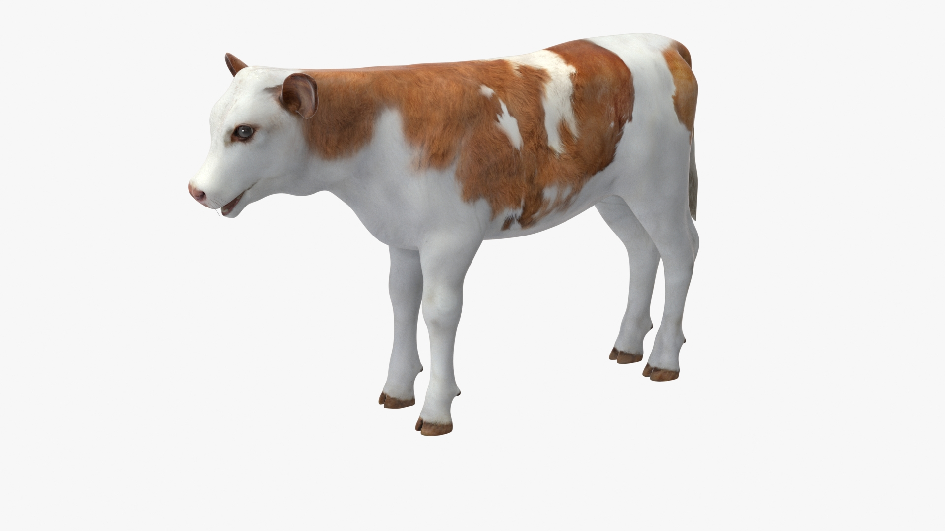 3D Cow Calf Rigged For Maya - TurboSquid 2280284