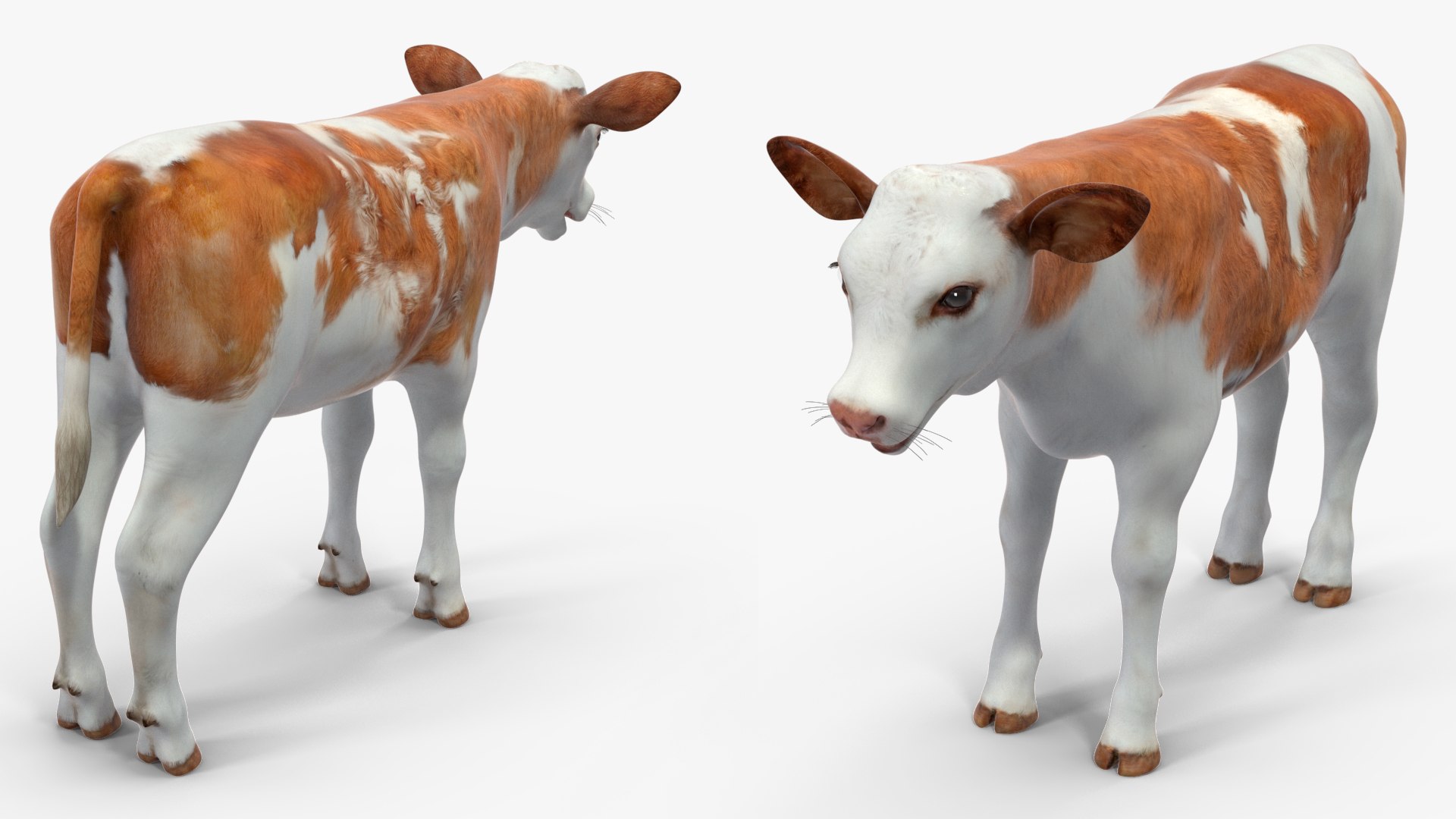 3D Cow Calf Rigged For Maya - TurboSquid 2280284