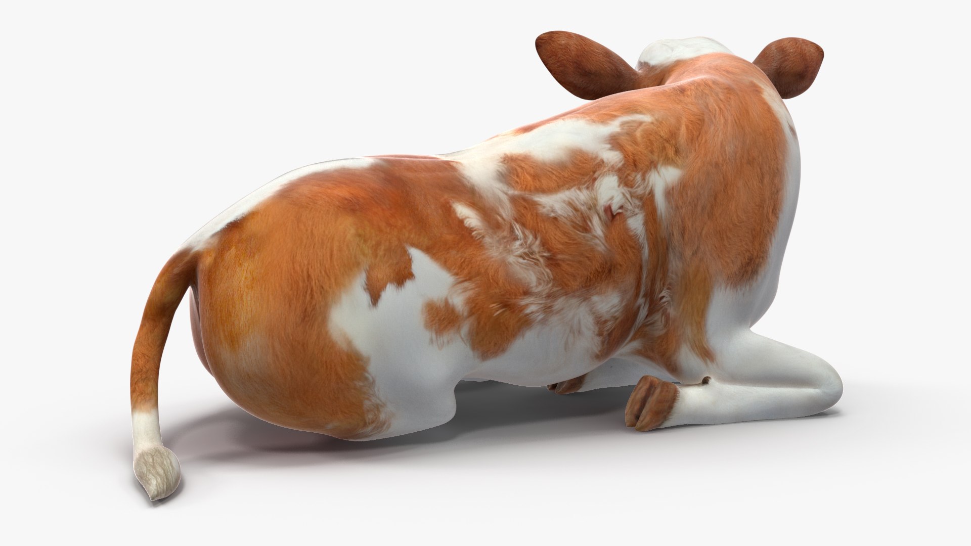 3D Cow Calf Rigged For Maya - TurboSquid 2280284