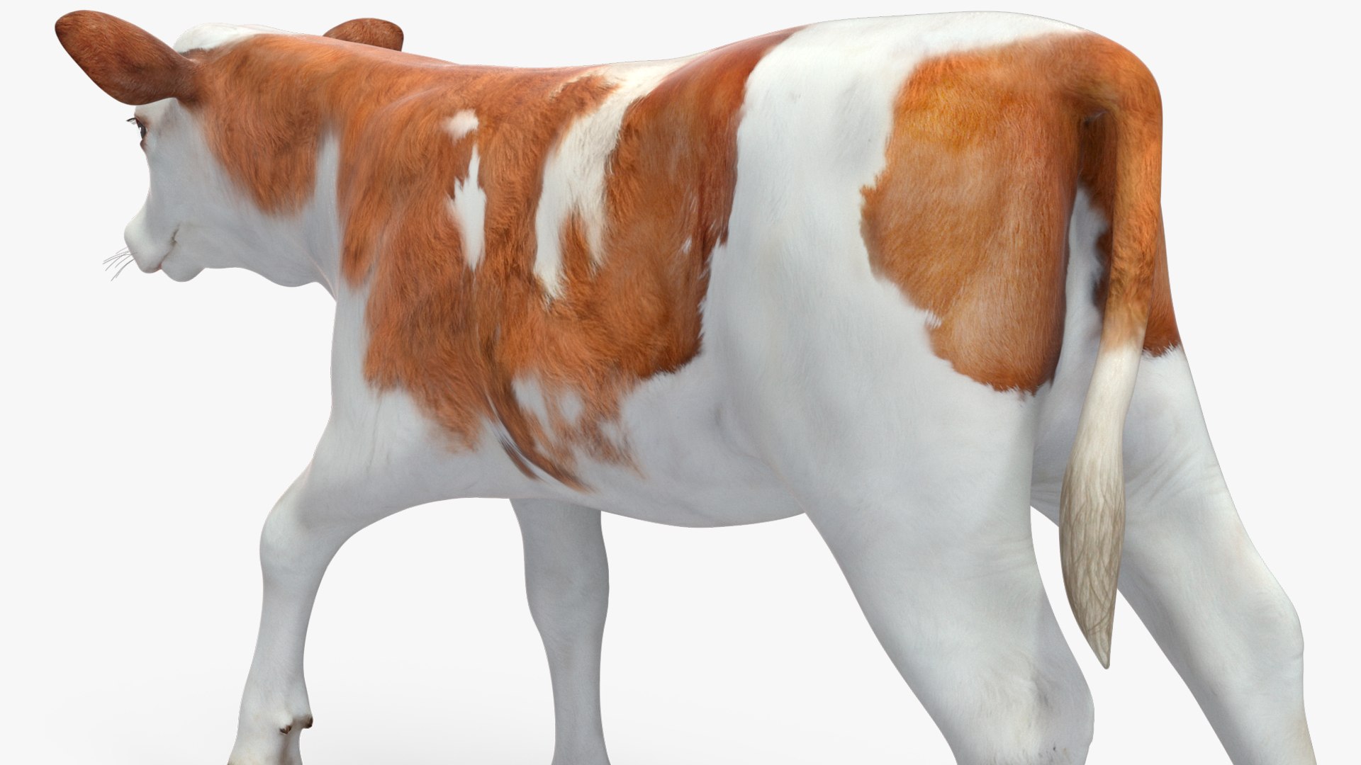 3D Cow Calf Rigged For Maya - TurboSquid 2280284