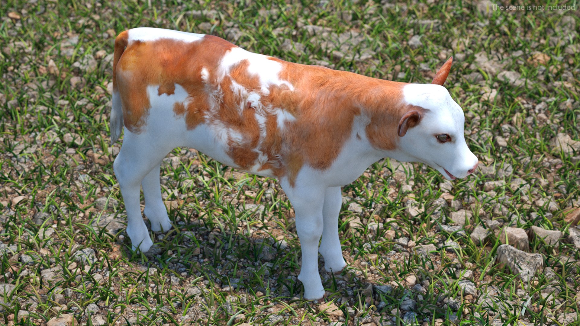 3D Cow Calf Rigged For Maya - TurboSquid 2280284
