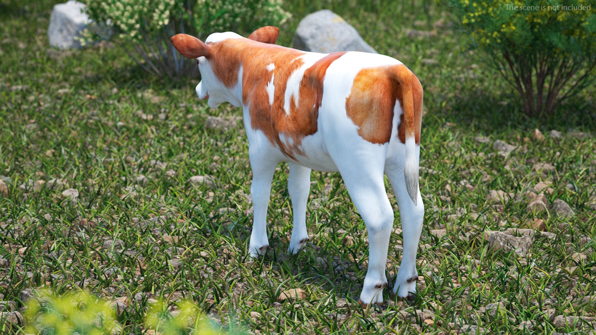 3D Cow Calf Rigged For Maya - TurboSquid 2280284
