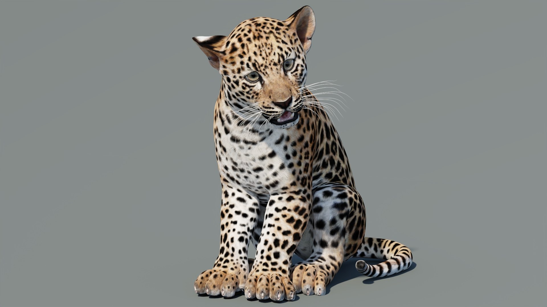3D Rigged Leopard Cub 3D Model - TurboSquid 2159359