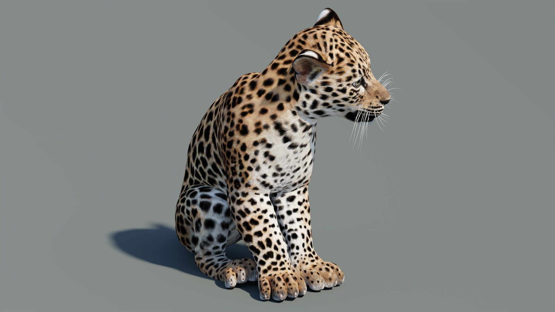 3D Rigged Leopard Cub 3D Model - TurboSquid 2159359