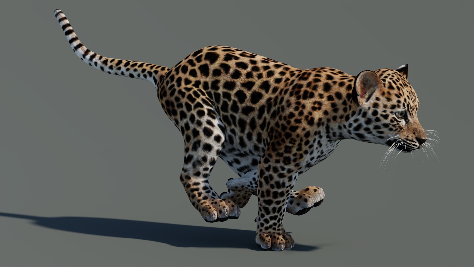 3D Rigged Leopard Cub 3D Model - TurboSquid 2159359