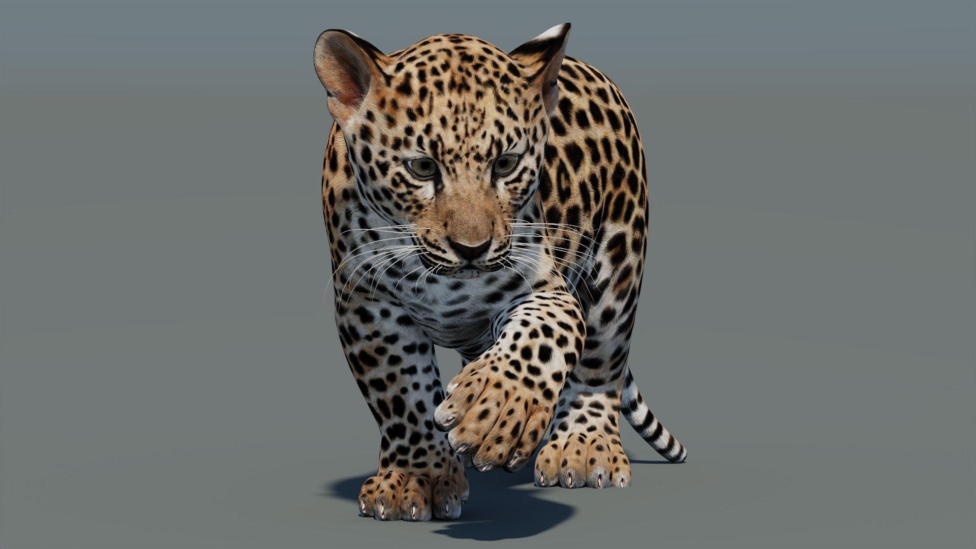 3D Rigged Leopard Cub 3D Model - TurboSquid 2159359
