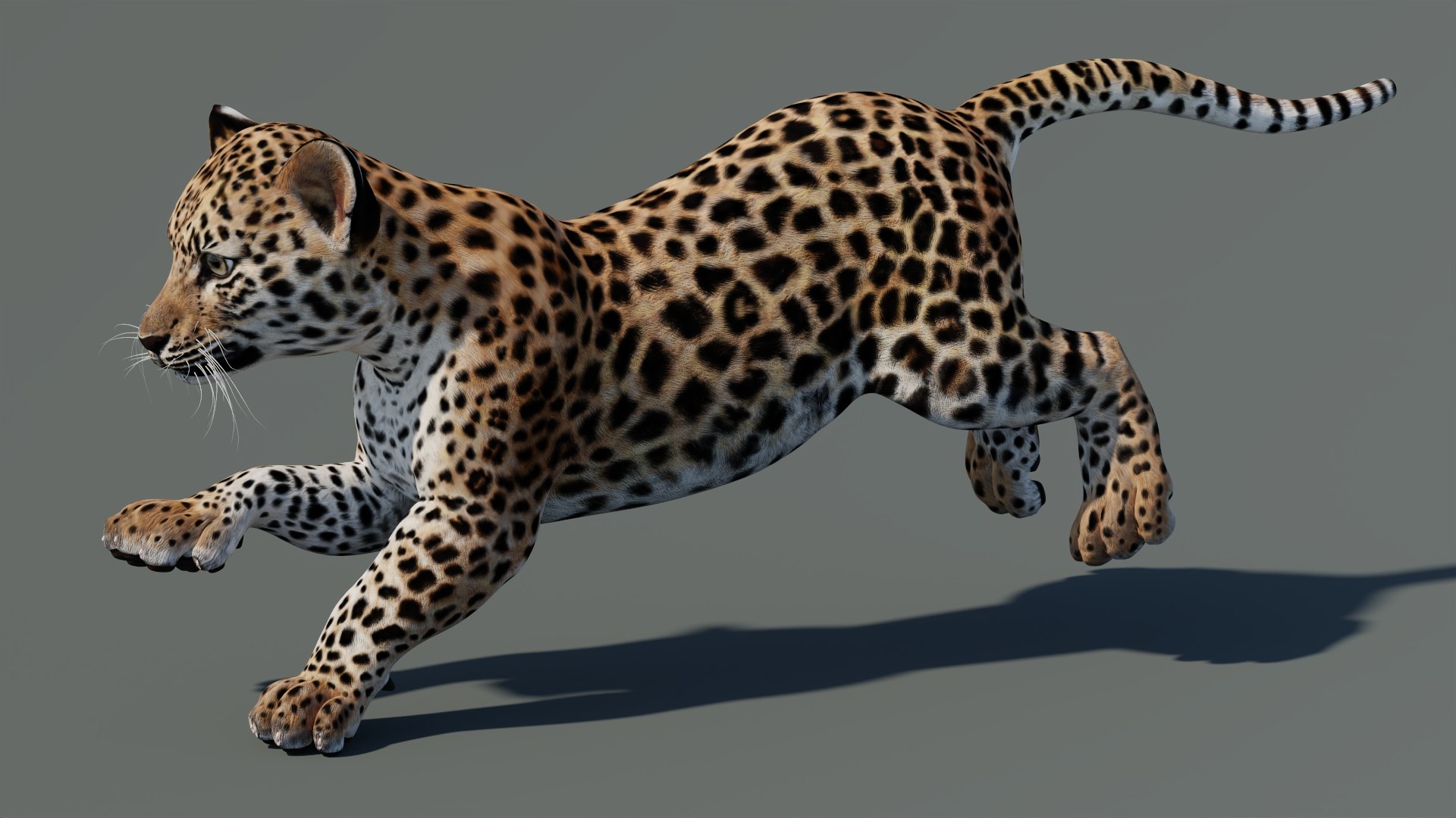 3D Rigged Leopard Cub 3D Model - TurboSquid 2159359