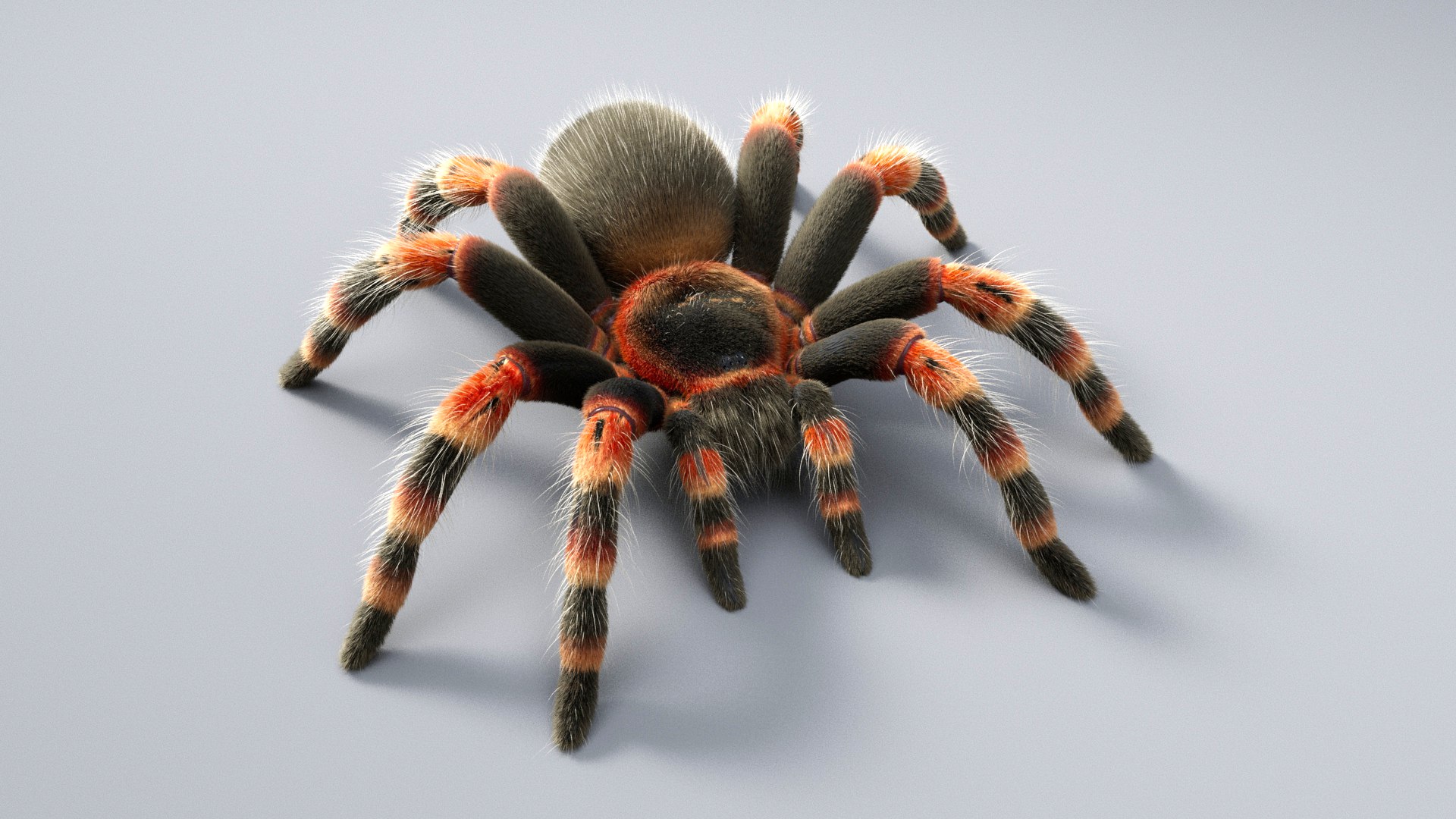 tarantula 3d view