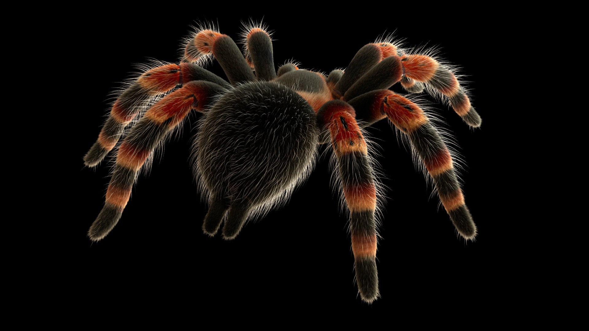 Tarantula 3D Model - TurboSquid 2159486