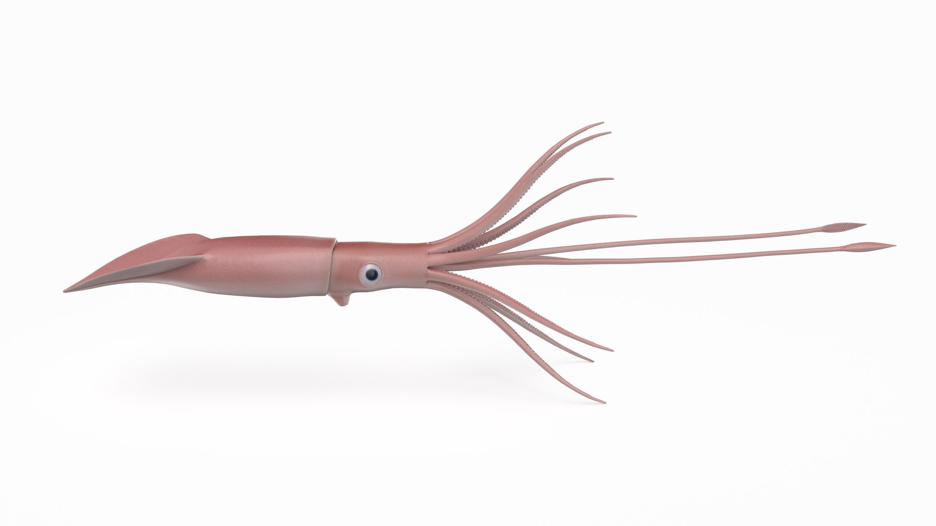 3D Giant Squid Model - TurboSquid 1456636