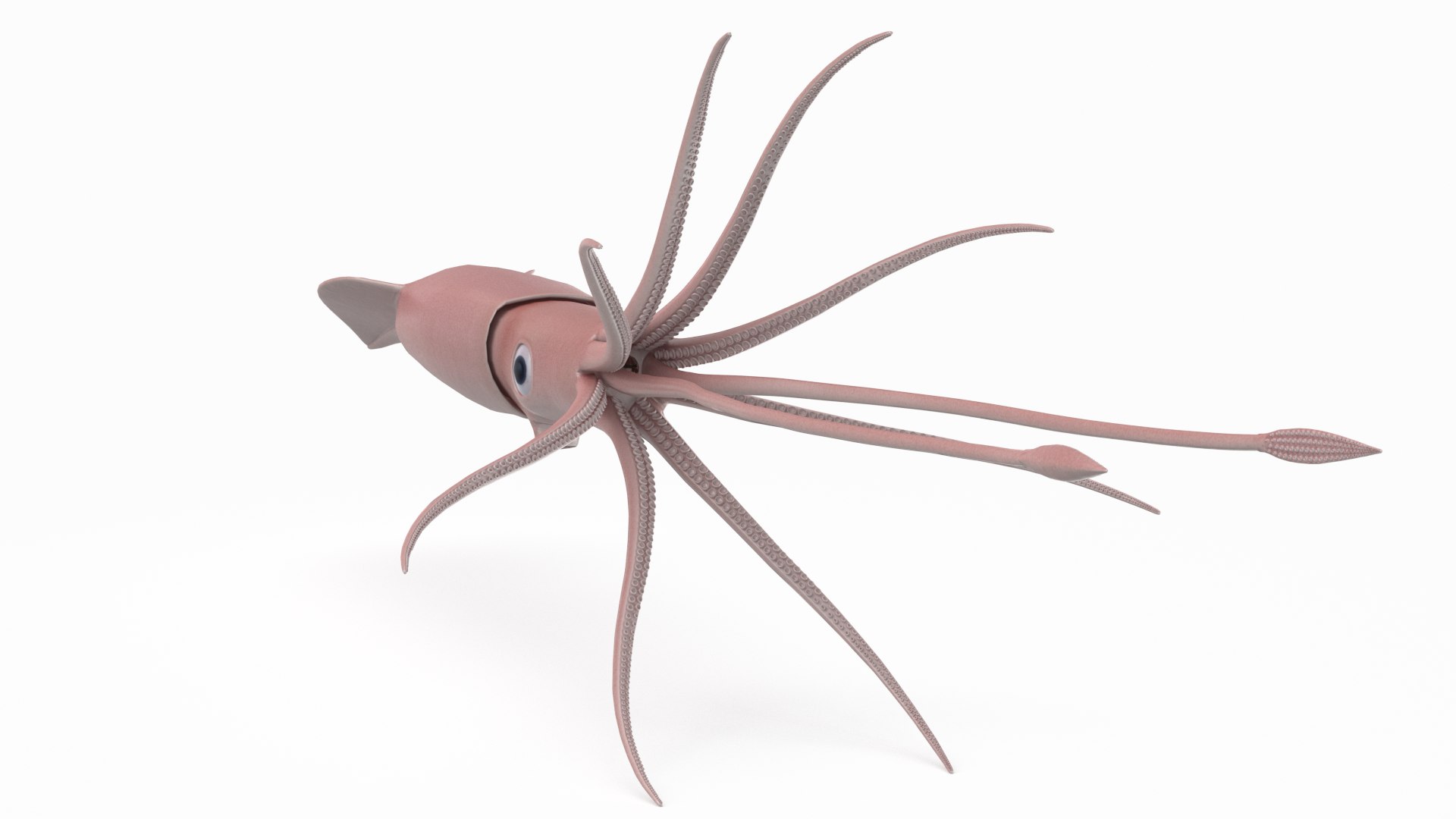 3D Giant Squid Model - TurboSquid 1456636