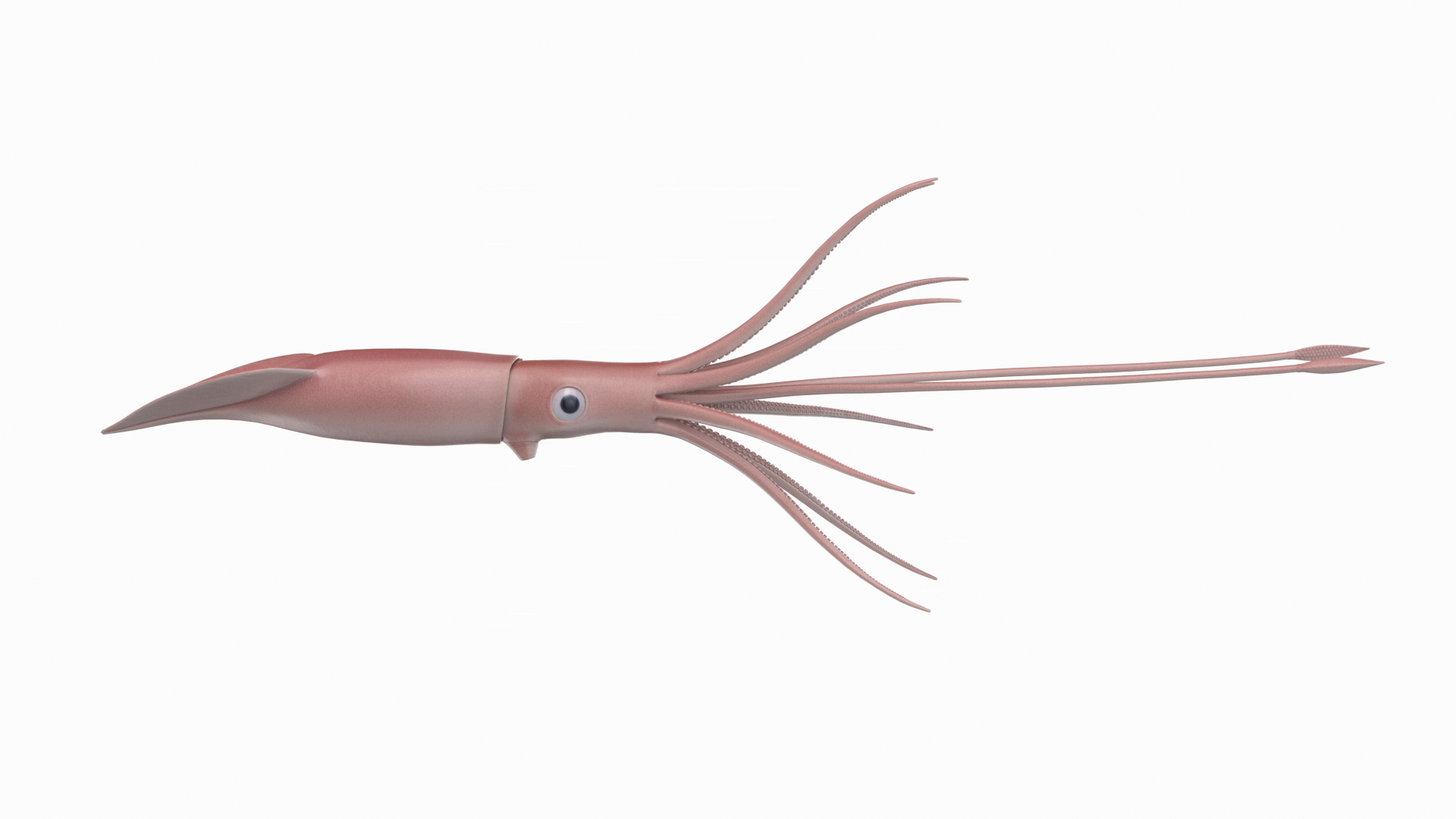 3D Giant Squid Model - TurboSquid 1456636