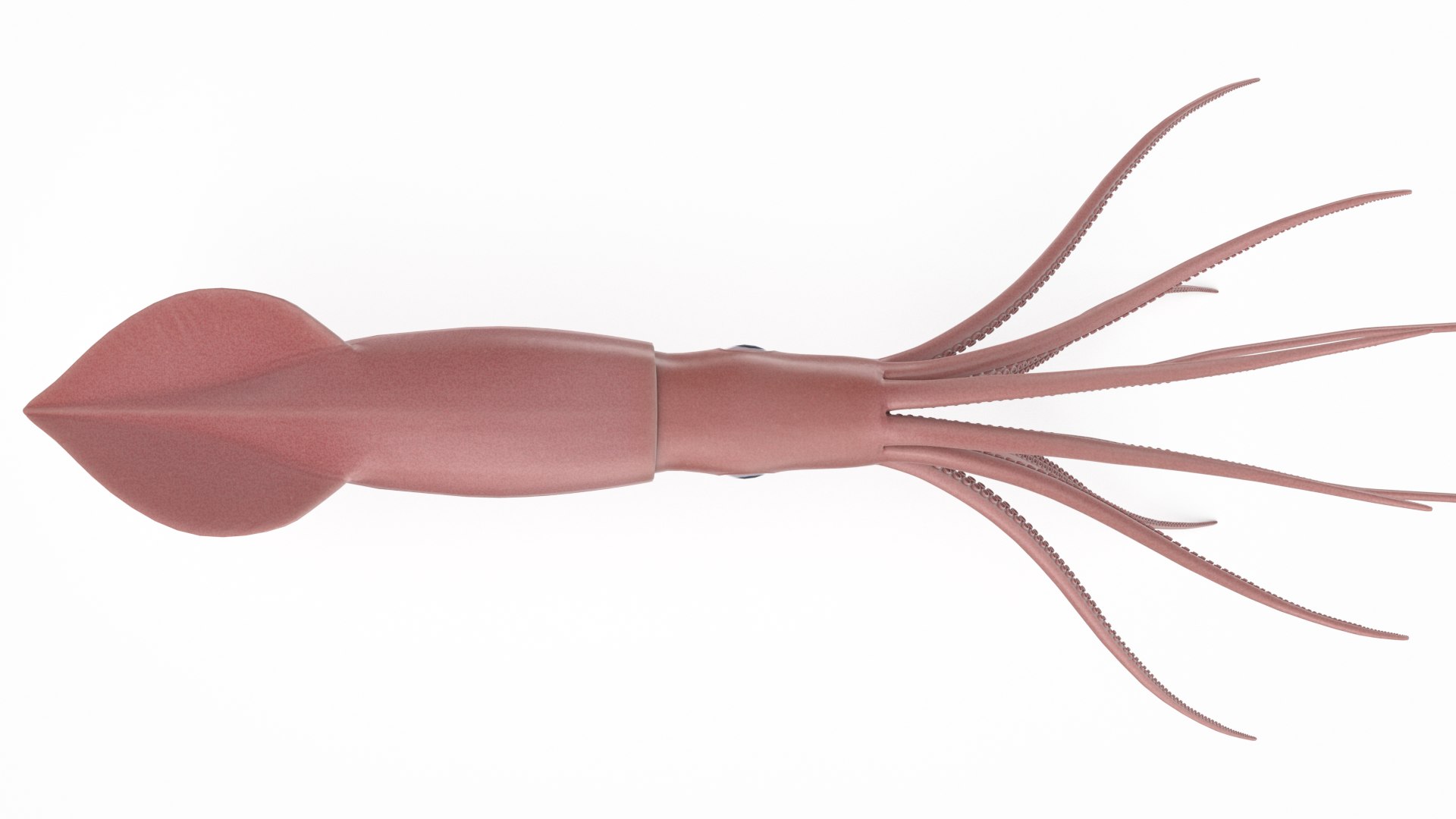 3D Giant Squid Model - TurboSquid 1456636