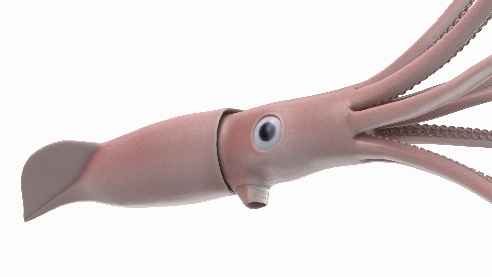 3D Giant Squid Model - TurboSquid 1456636