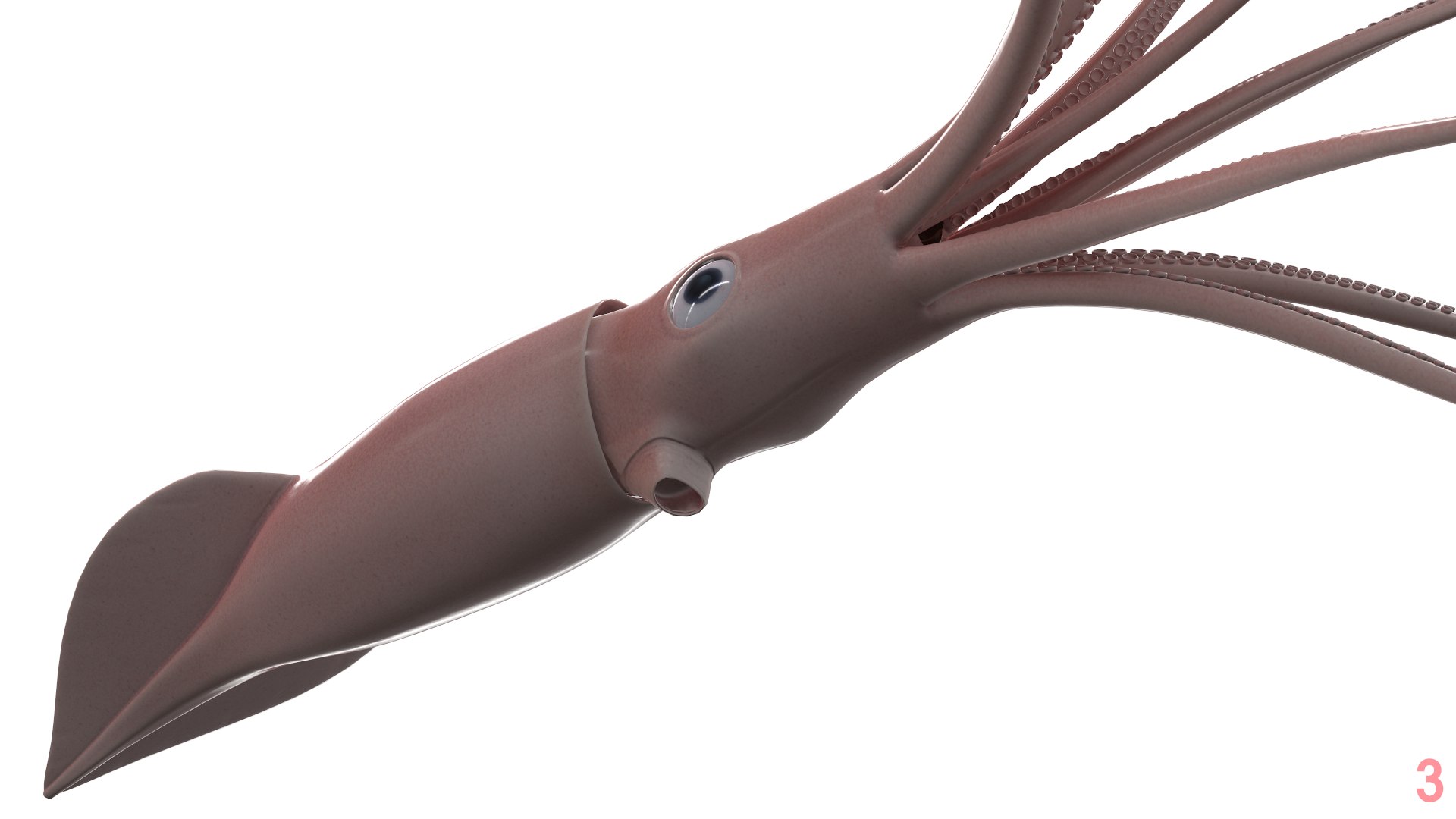 3D Giant Squid Model - TurboSquid 1456636