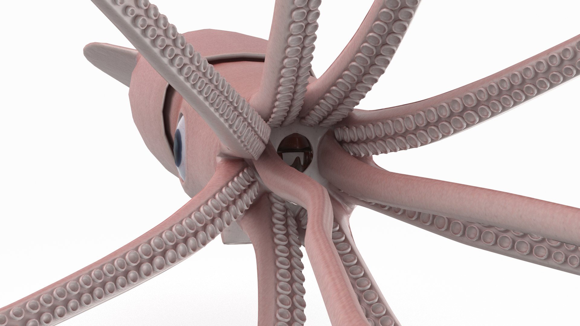 3D Giant Squid Model - TurboSquid 1456636